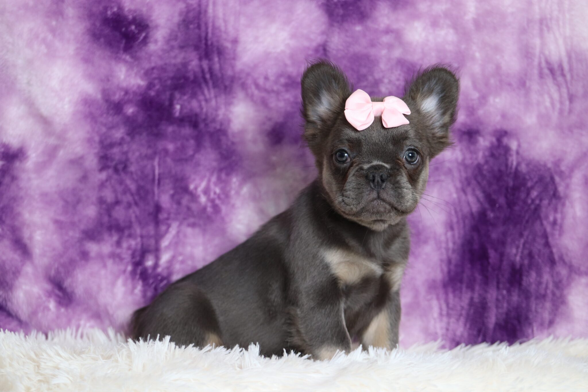Best Fluffy French Bulldog Puppies for Sale - The Puppy Lodge