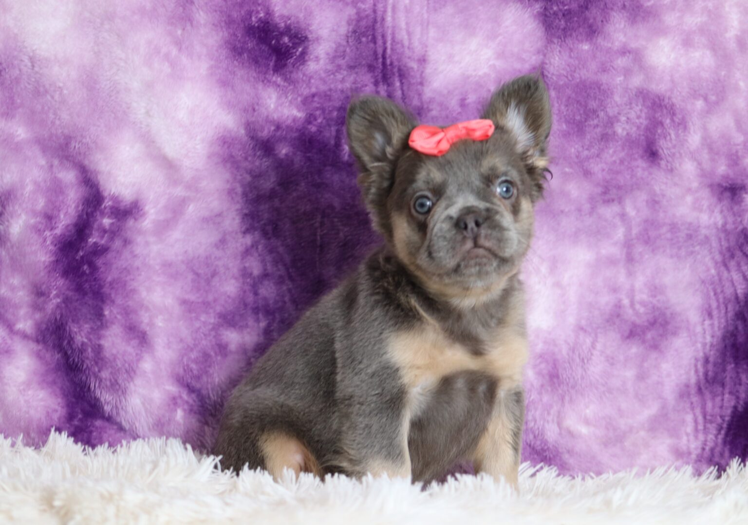 Best Fluffy French Bulldog Puppies for Sale - The Puppy Lodge