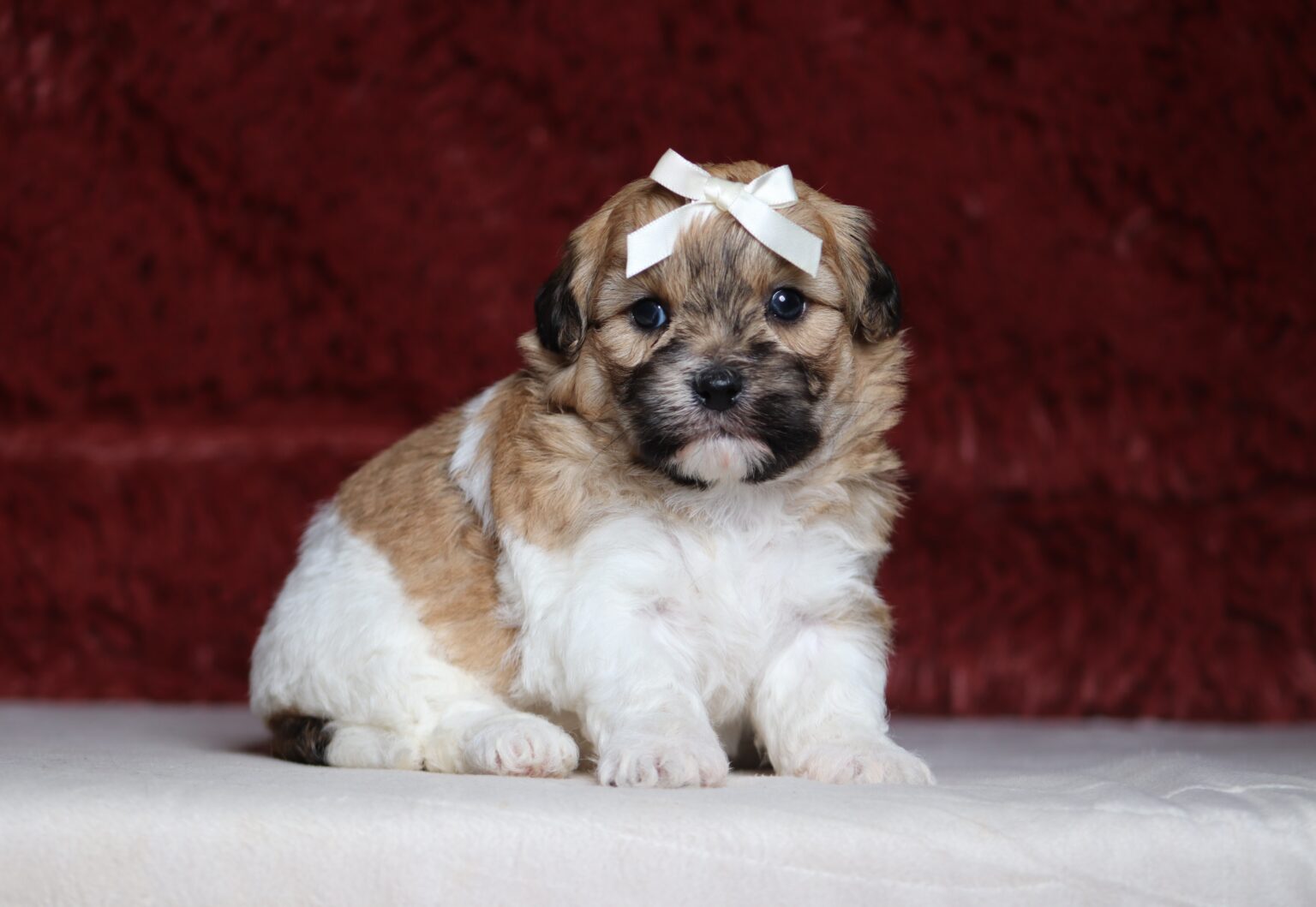 Best Teddy Bear Puppies for Sale - The Puppy Lodge