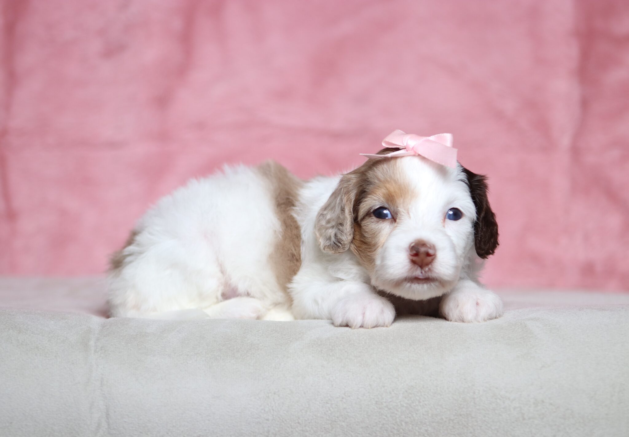 Mini Doxiedoodle Puppies for Sale | The Puppy Lodge
