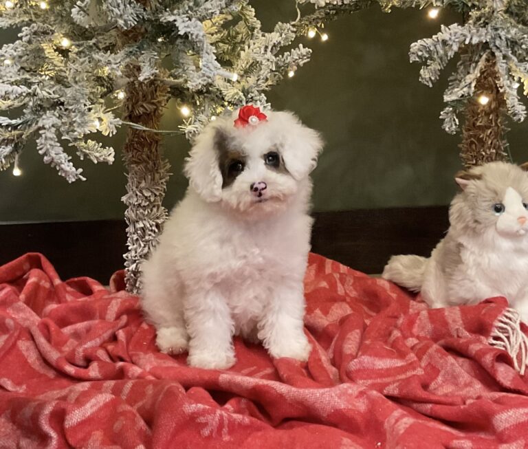 Shelly Miniature Poodle | The Puppy Lodge