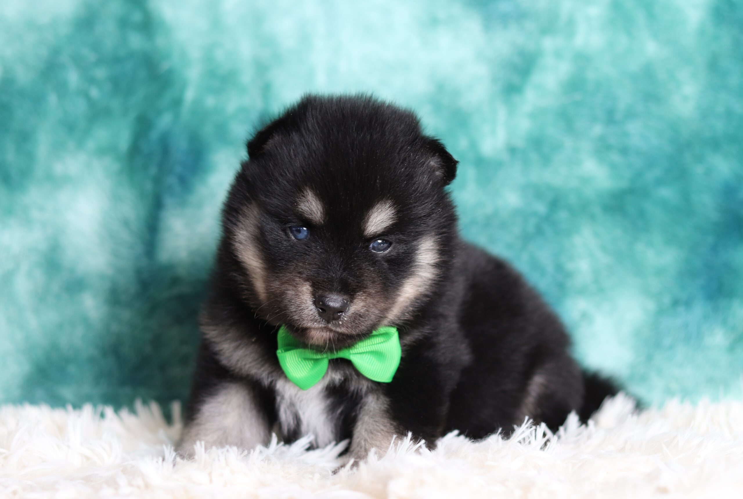 Jackson Pomsky | The Puppy Lodge