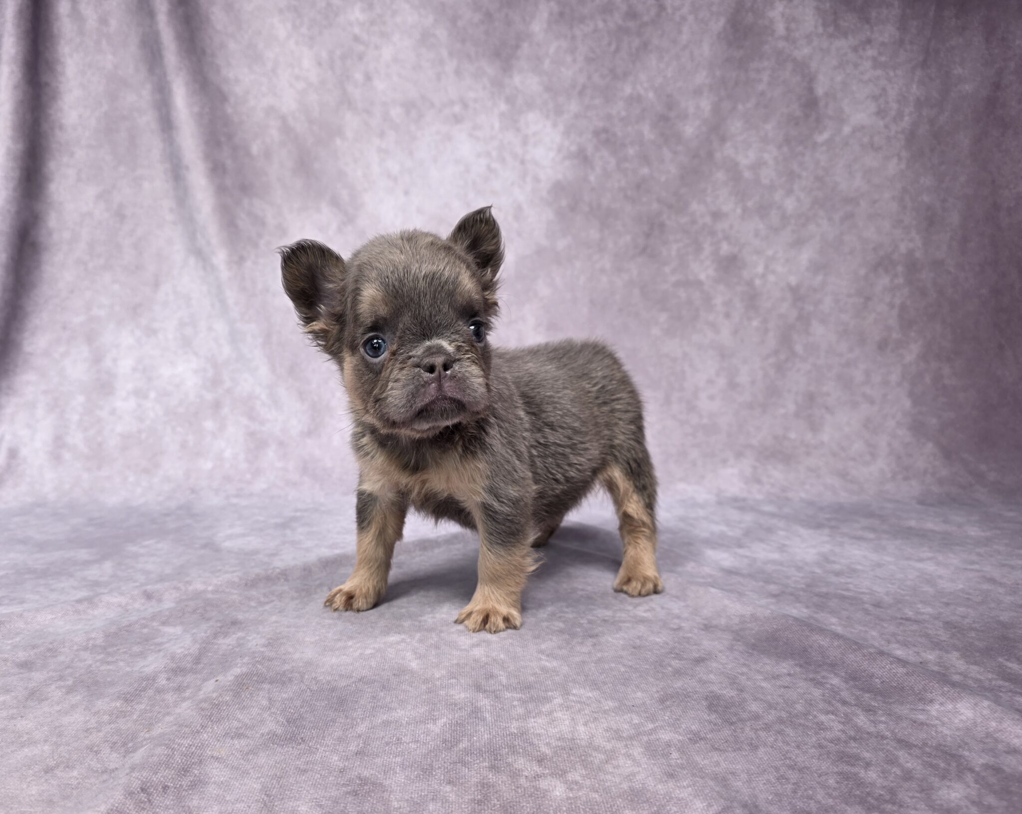 Best Fluffy French Bulldog Puppies for Sale - The Puppy Lodge