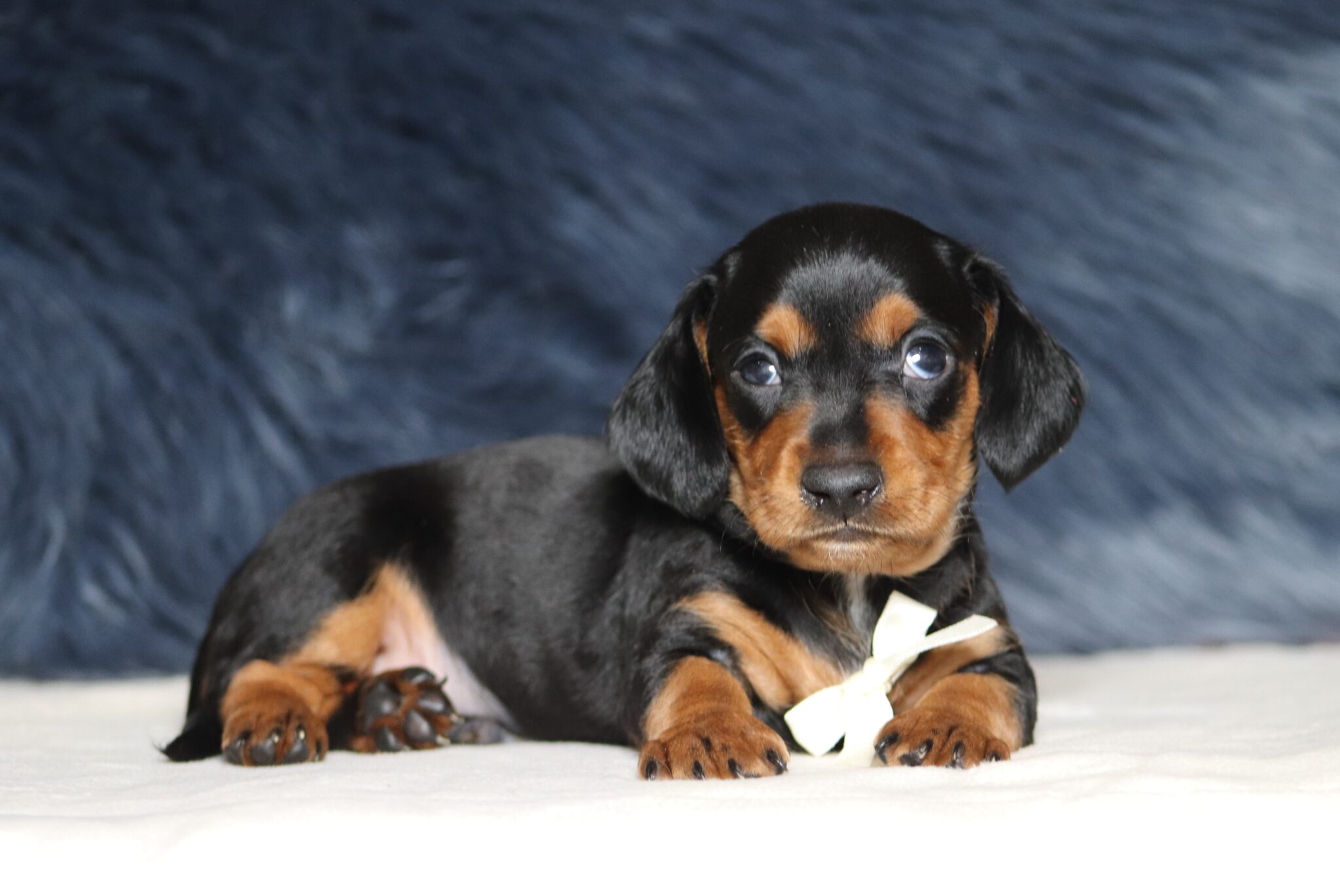 Dash Miniature Dachshund | The Puppy Lodge