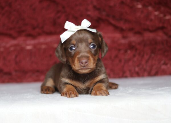 Rosa Miniature Dachshund | The Puppy Lodge