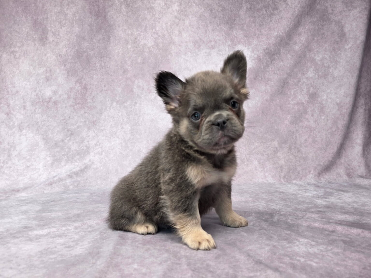 Best Fluffy French Bulldog Puppies for Sale - The Puppy Lodge