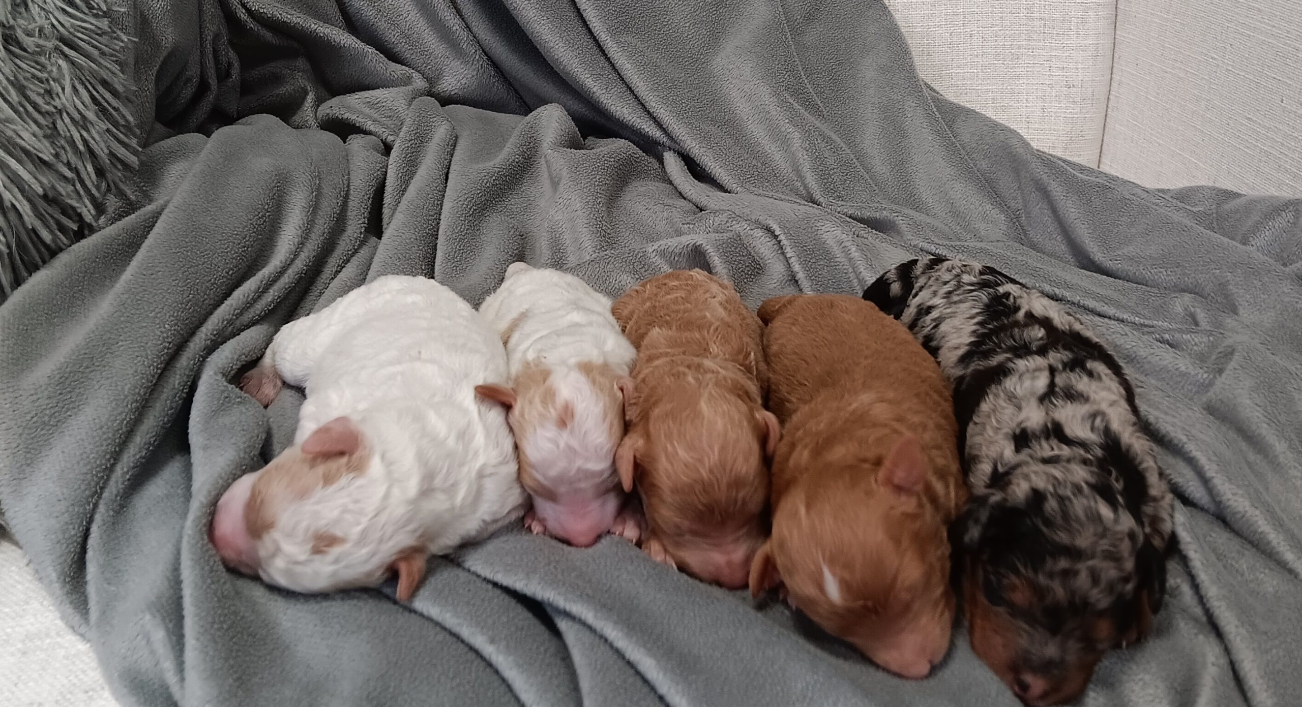 Blue Eyed Bethany’s Litter Litters | The Puppy Lodge