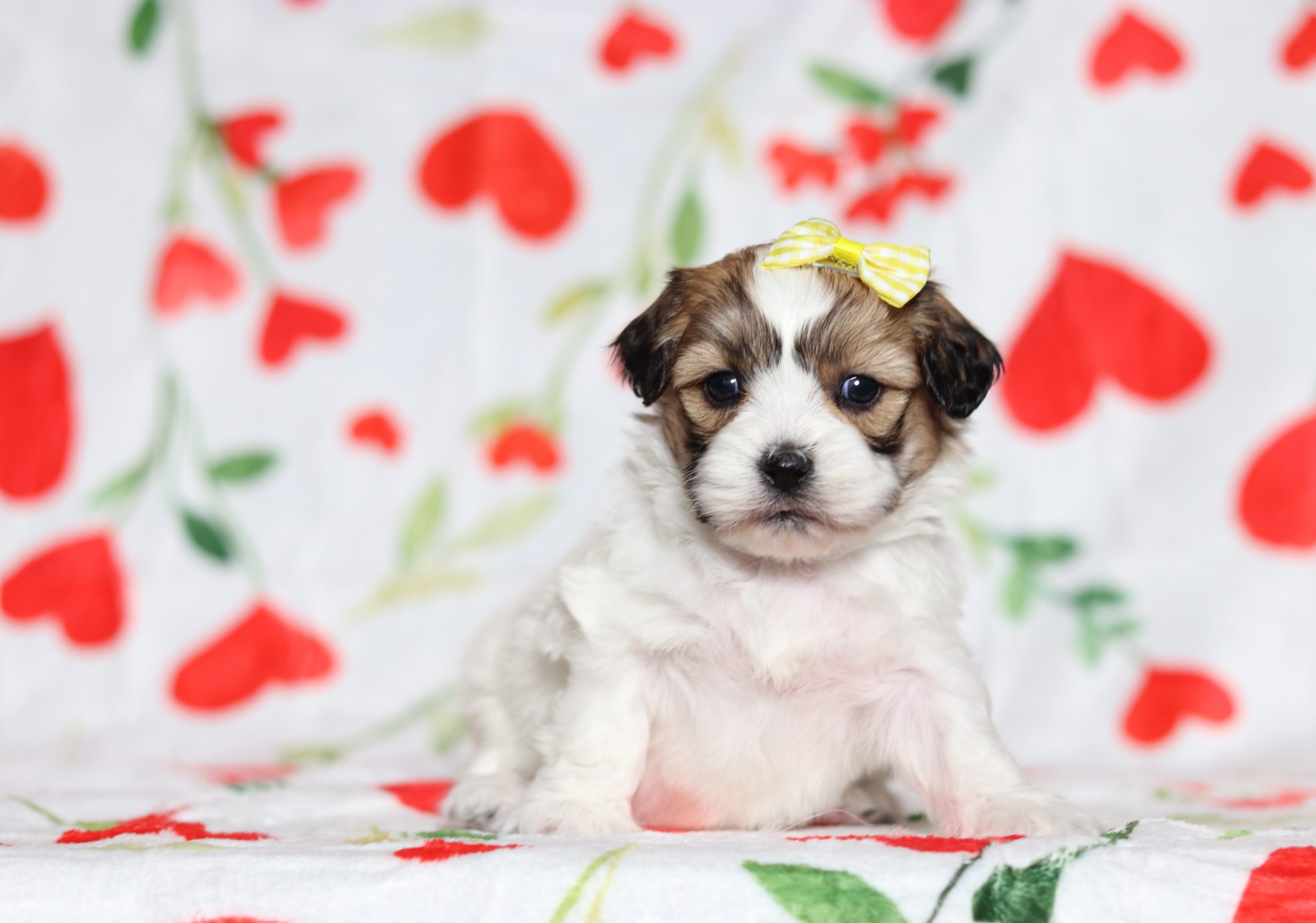 Everley Teddy Bear | The Puppy Lodge