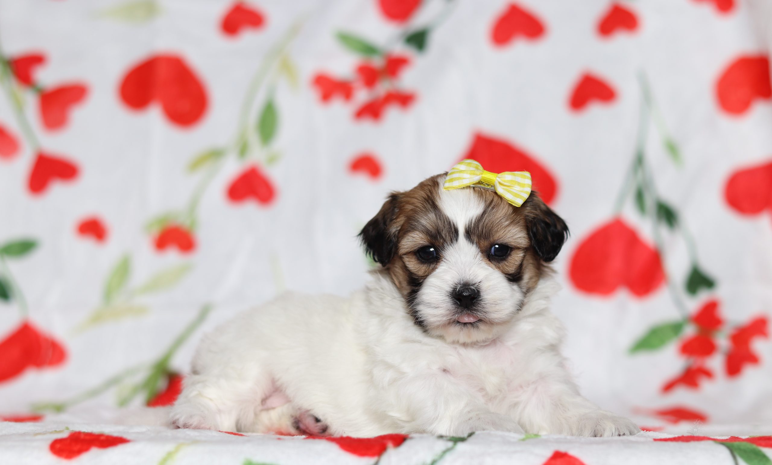 Everley Teddy Bear | The Puppy Lodge