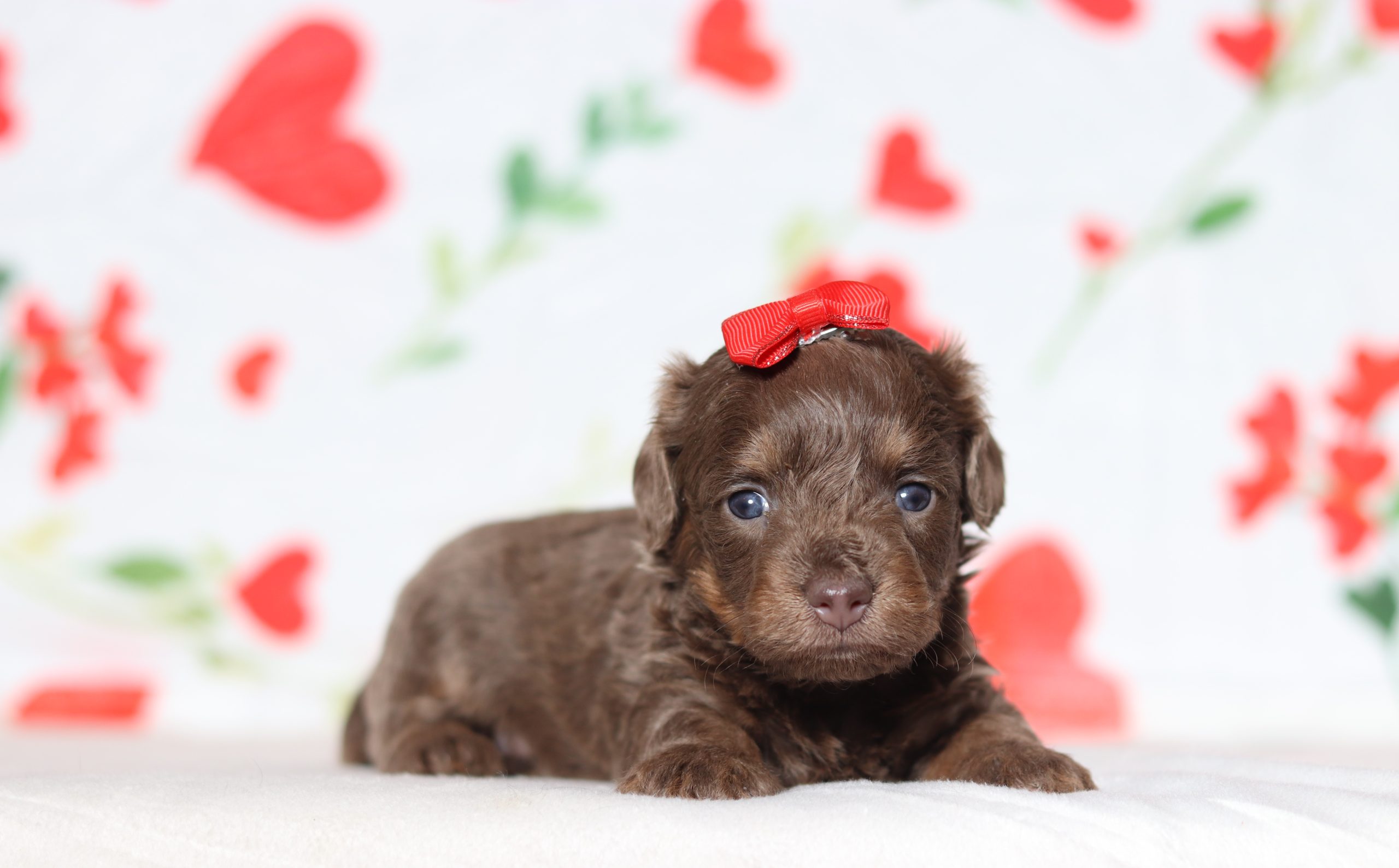 Princess Miniature Dachshund | The Puppy Lodge