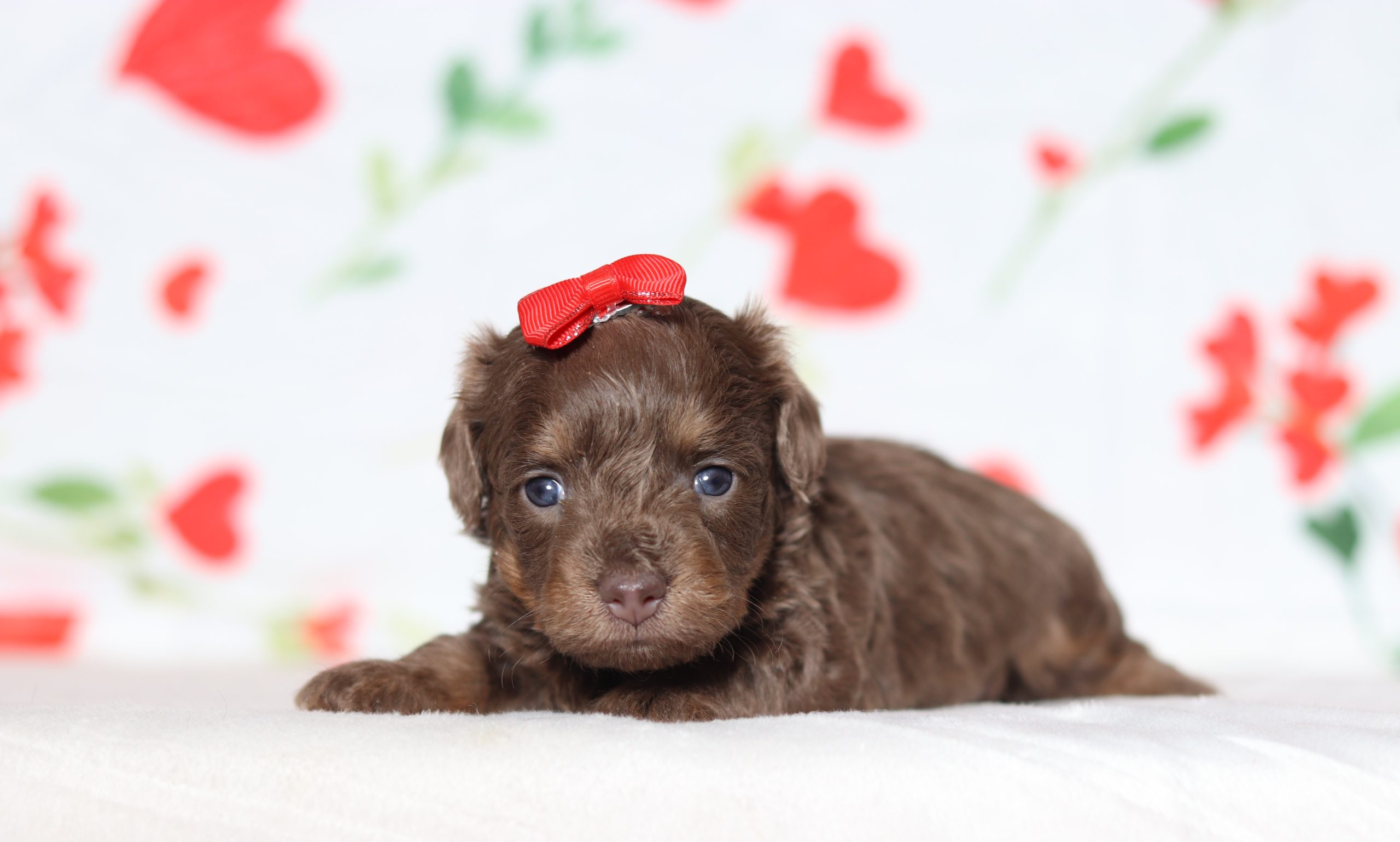 Princess Miniature Dachshund | The Puppy Lodge