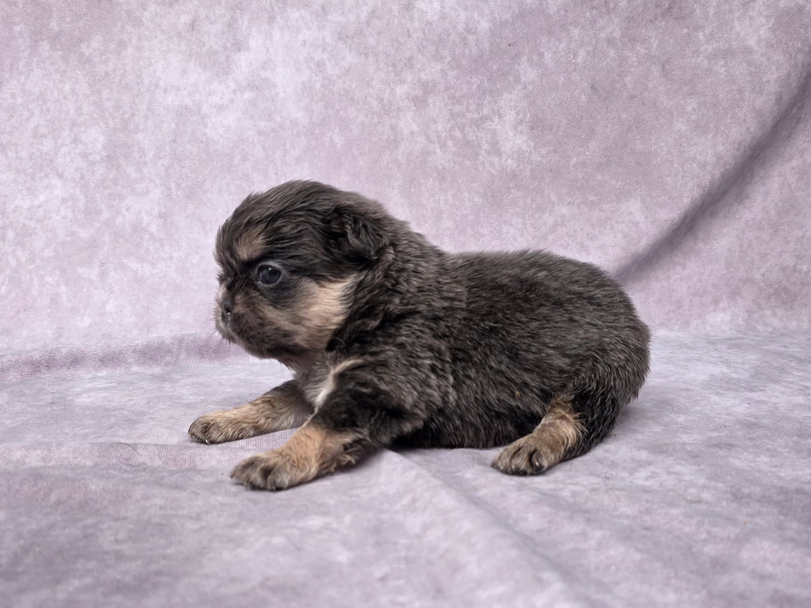 Hayden Fluffy Frenchie | The Puppy Lodge