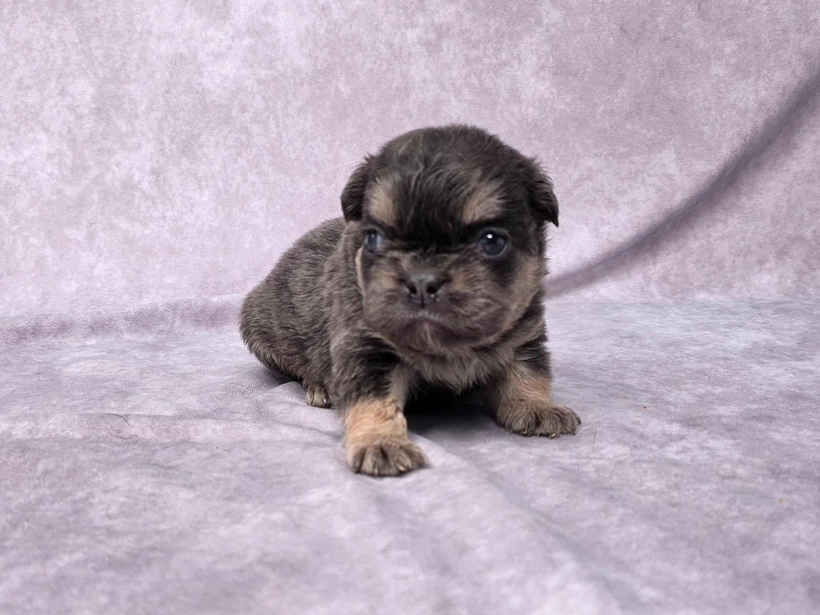 Hayden Fluffy Frenchie | The Puppy Lodge