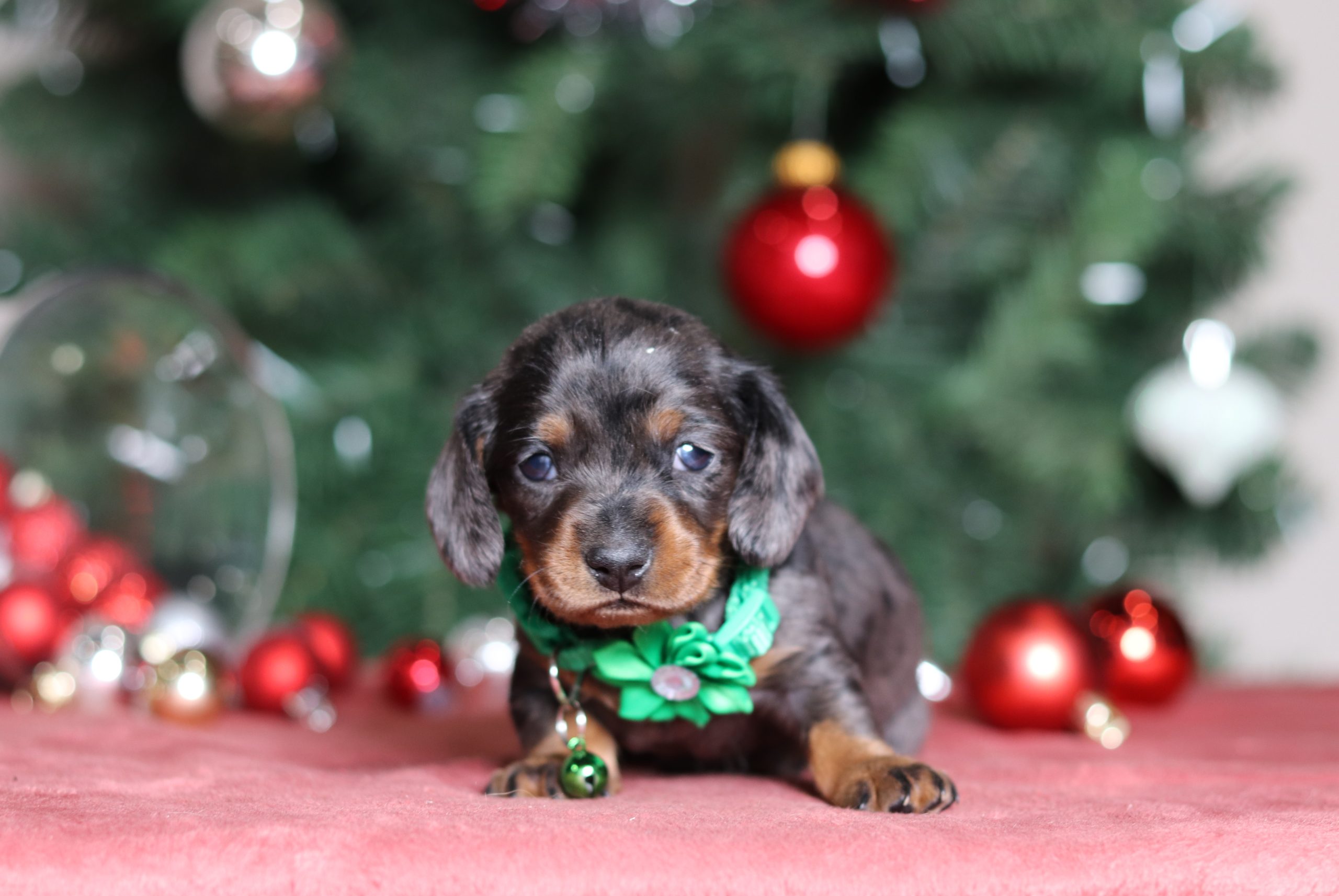 Peter Miniature Dachshund | The Puppy Lodge
