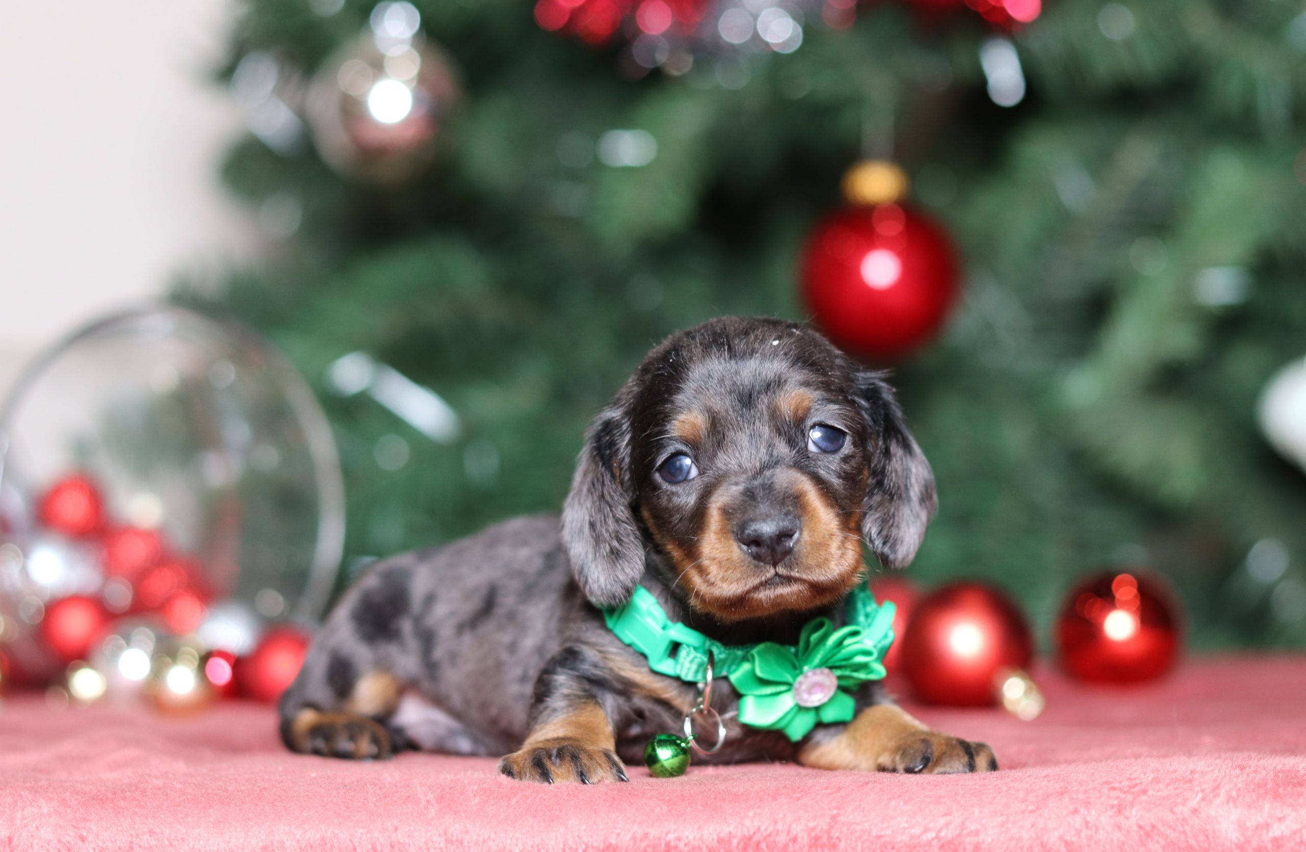 Peter Miniature Dachshund | The Puppy Lodge