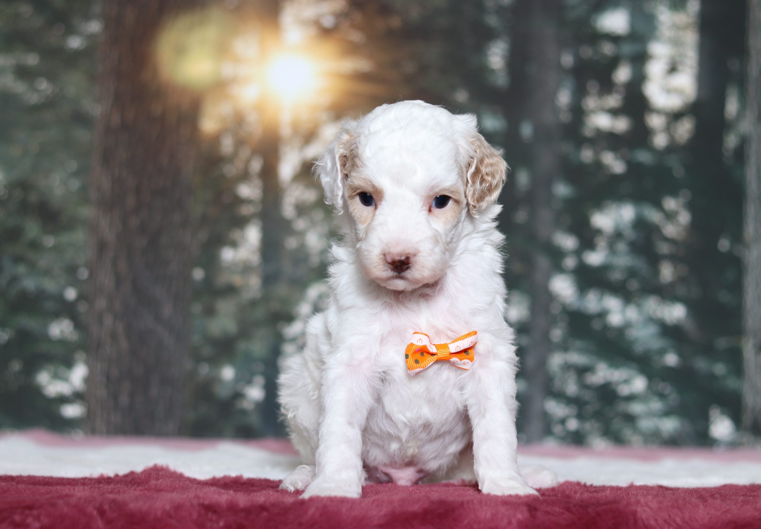 Liam Miniature Poodle | The Puppy Lodge