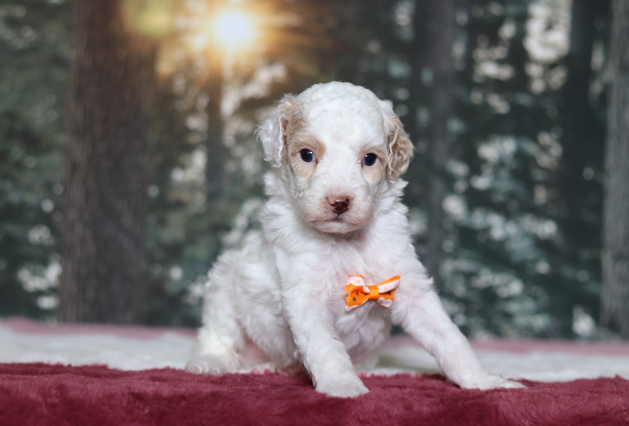 Liam Miniature Poodle | The Puppy Lodge