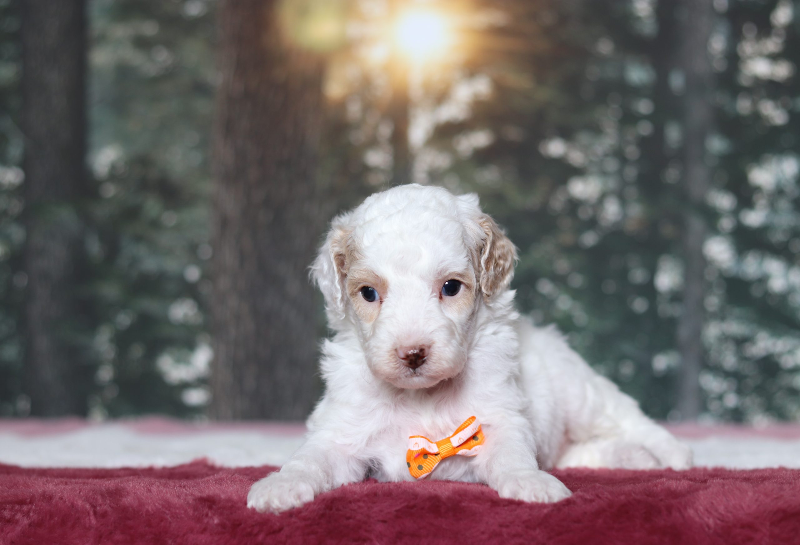 Liam Miniature Poodle | The Puppy Lodge