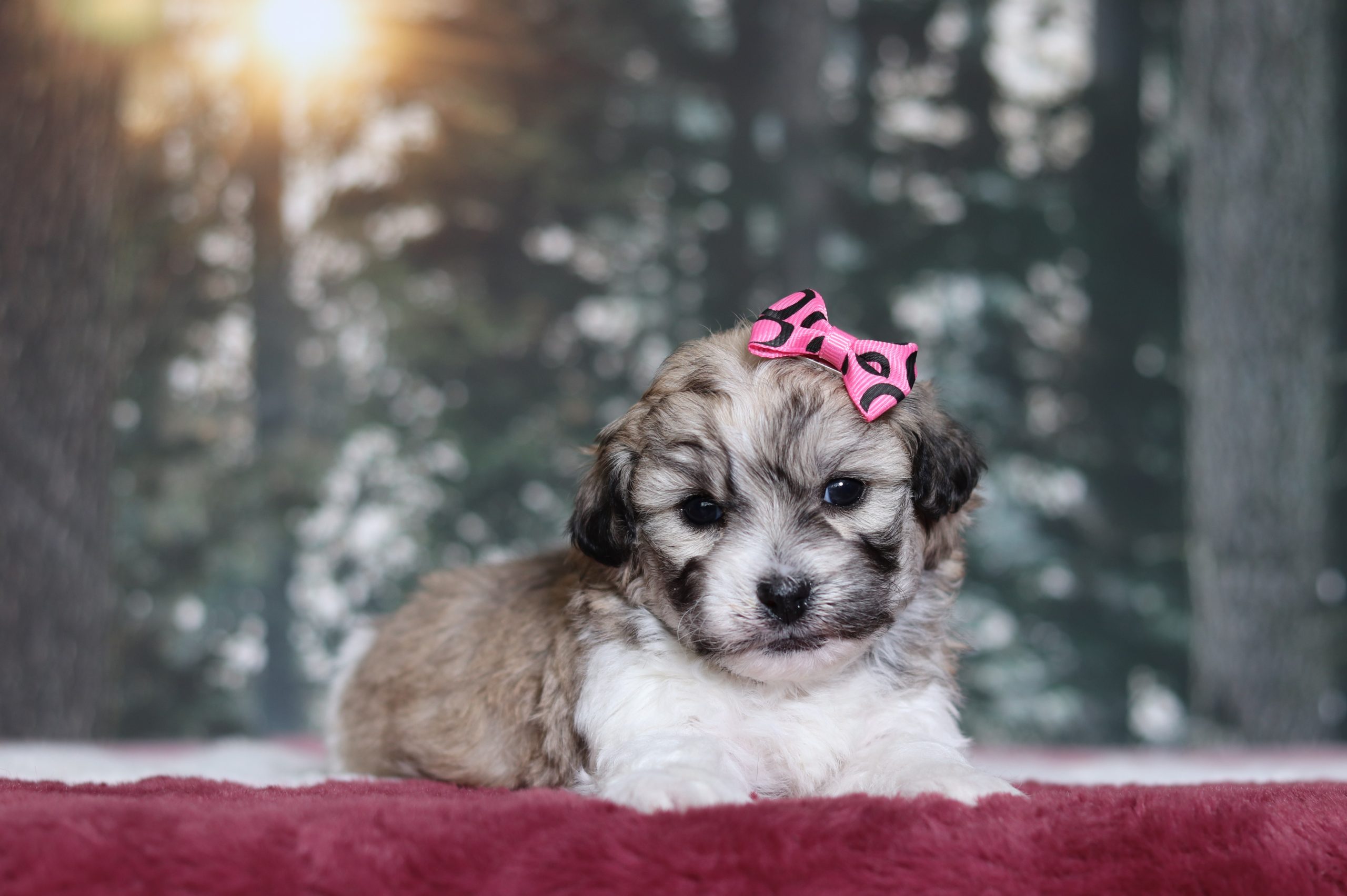 Ninja Teddy Bear | The Puppy Lodge