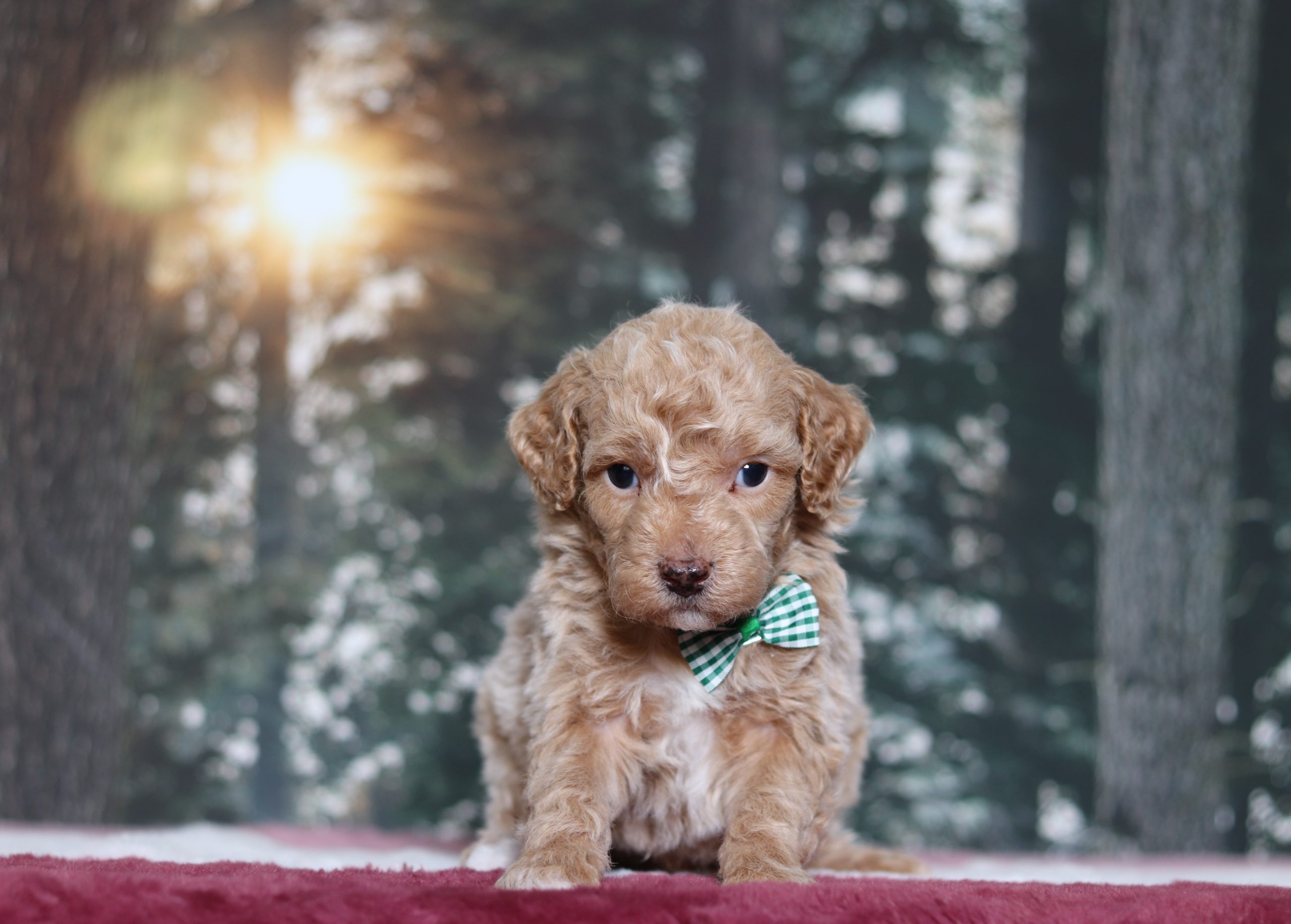 Leo Miniature Poodle | The Puppy Lodge
