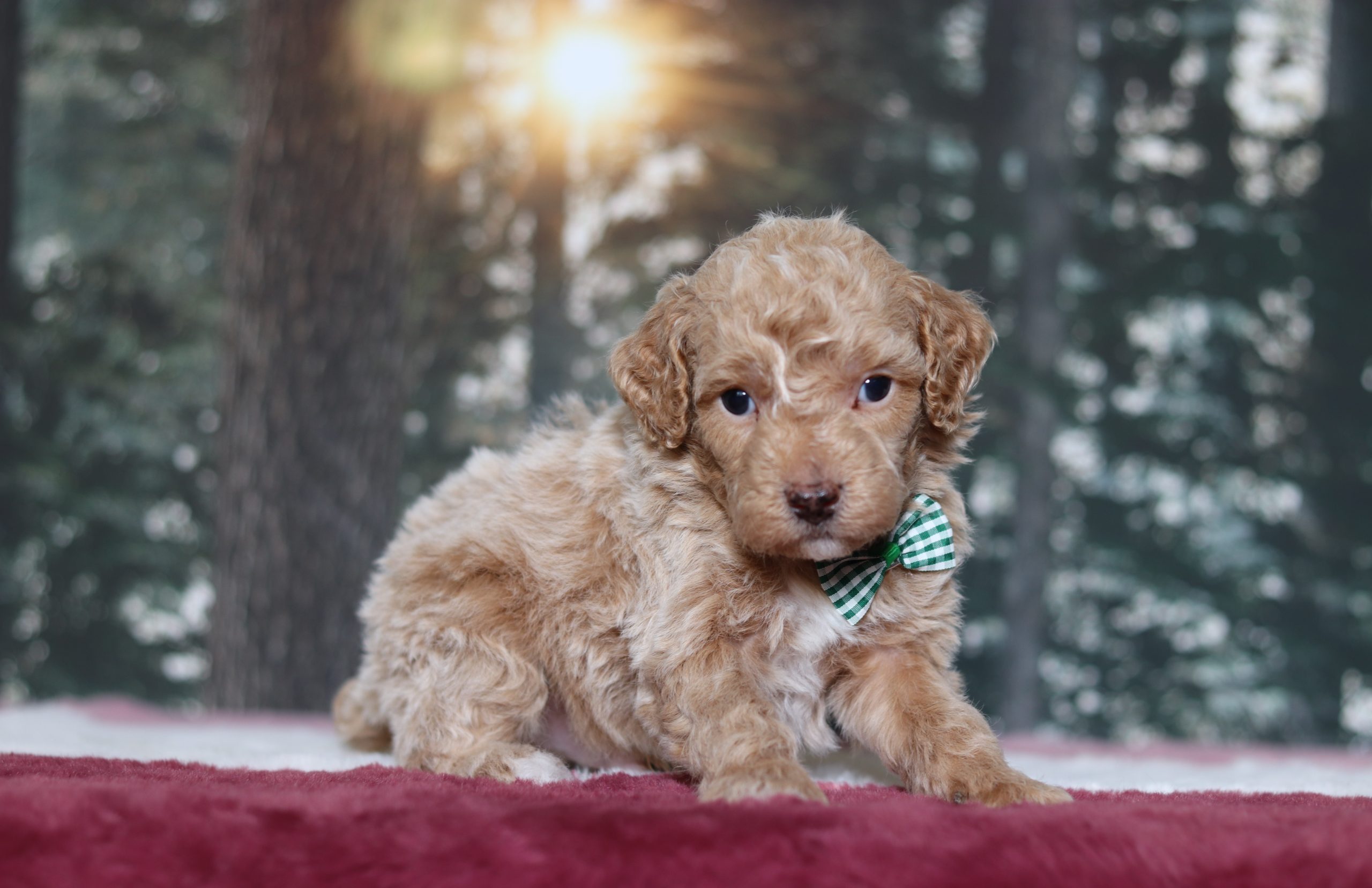Leo Miniature Poodle | The Puppy Lodge