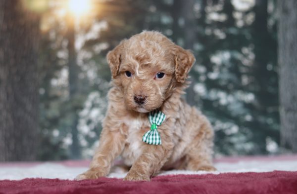Leo Miniature Poodle | The Puppy Lodge
