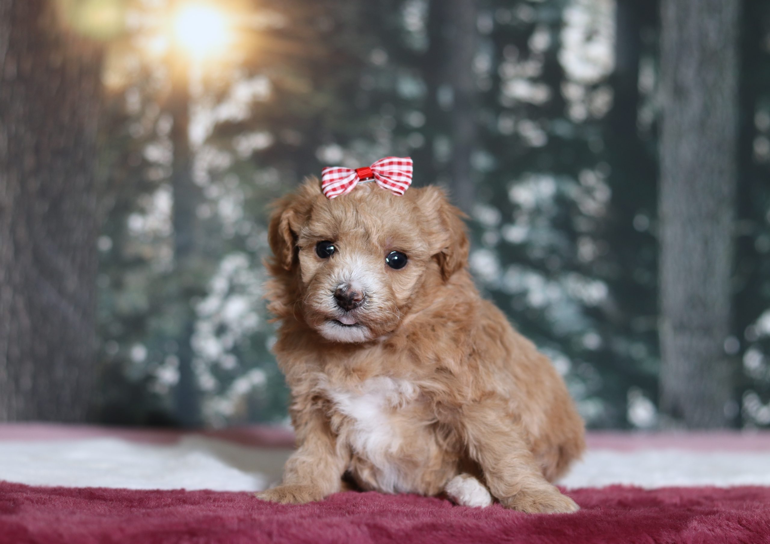 Ruthy Miniature Poodle | The Puppy Lodge