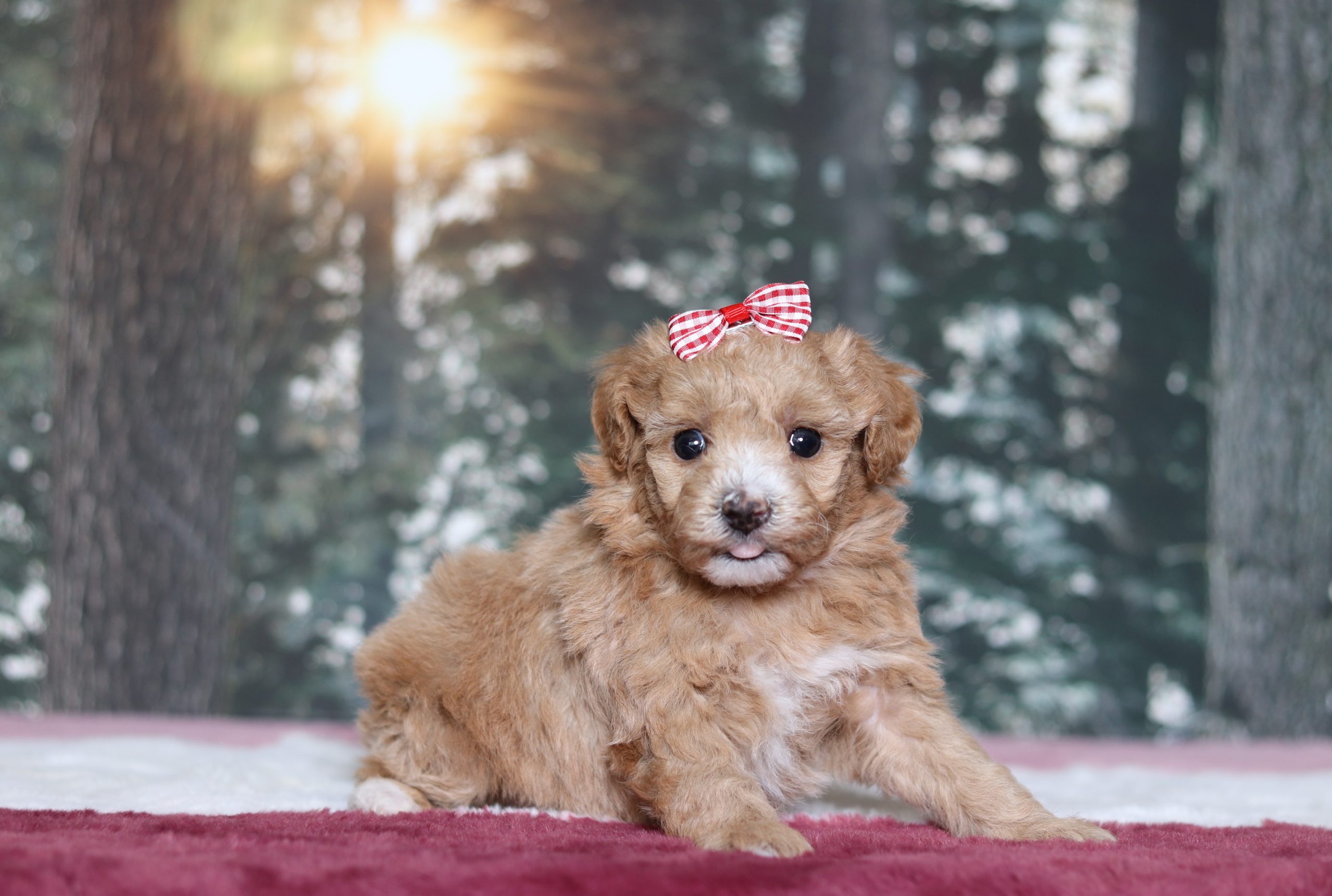 Ruthy Miniature Poodle | The Puppy Lodge