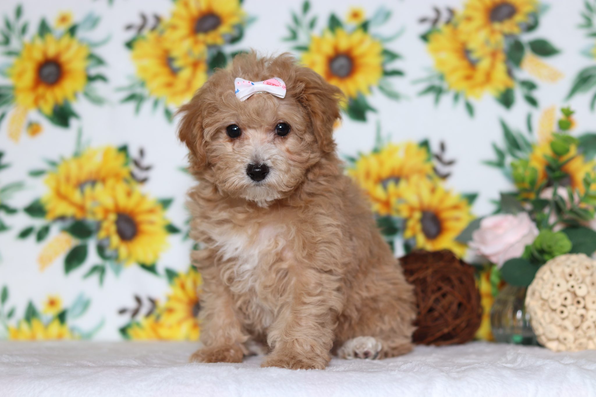 Ruthy Miniature Poodle | The Puppy Lodge