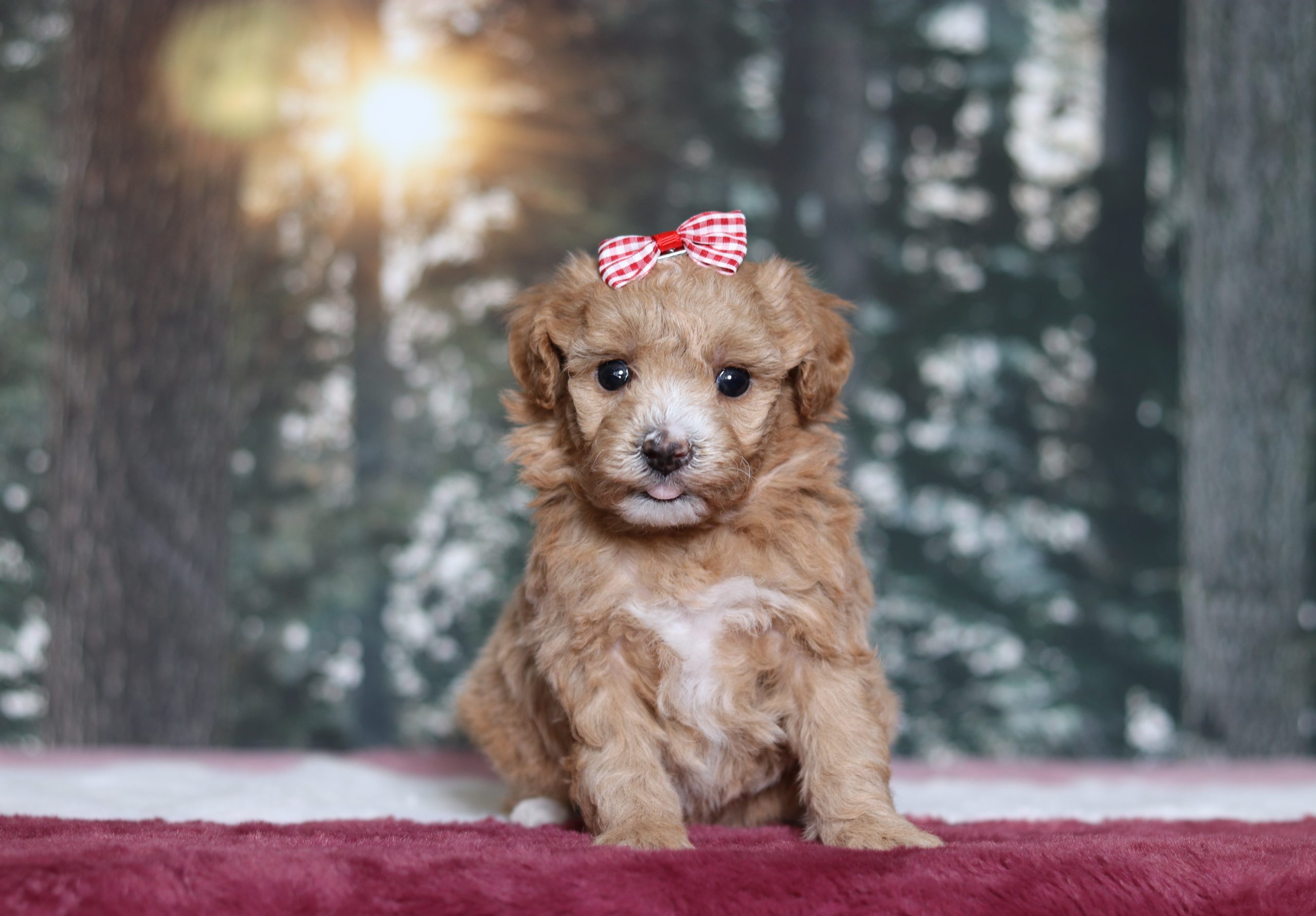 Ruthy Miniature Poodle | The Puppy Lodge