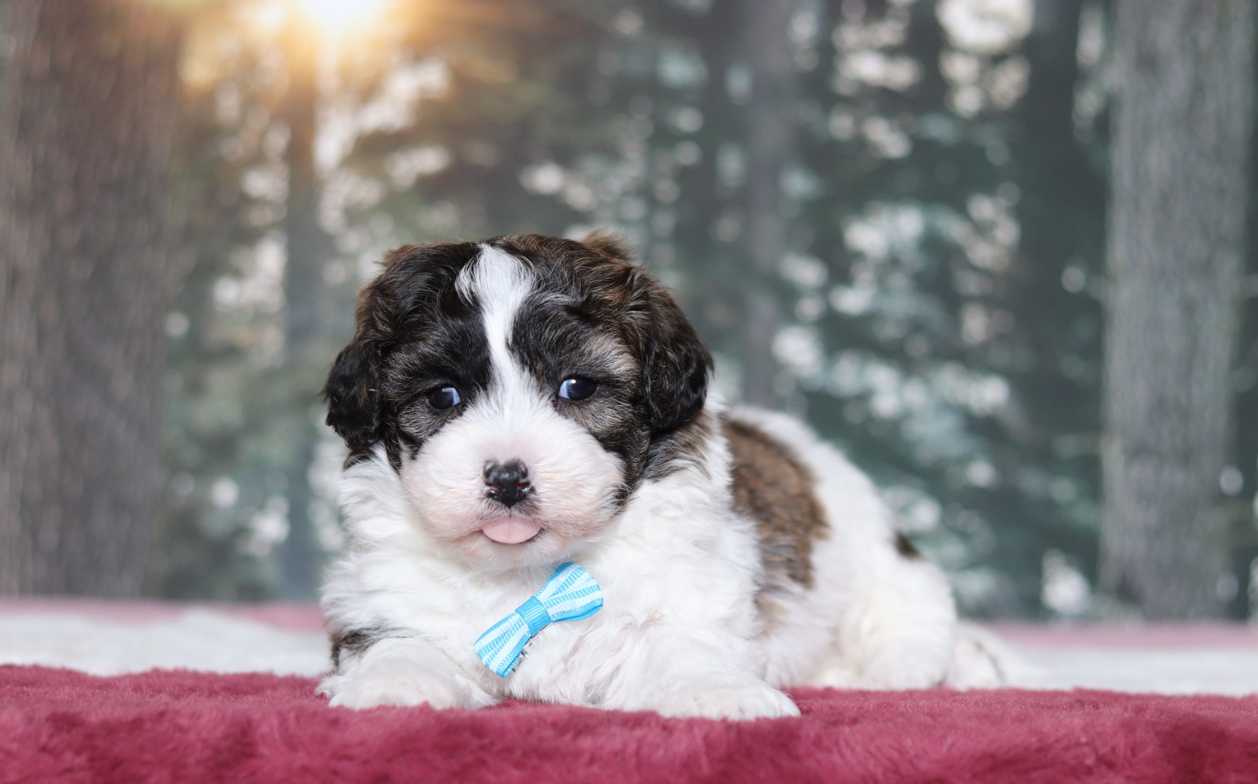 Nemo Teddy Bear | The Puppy Lodge