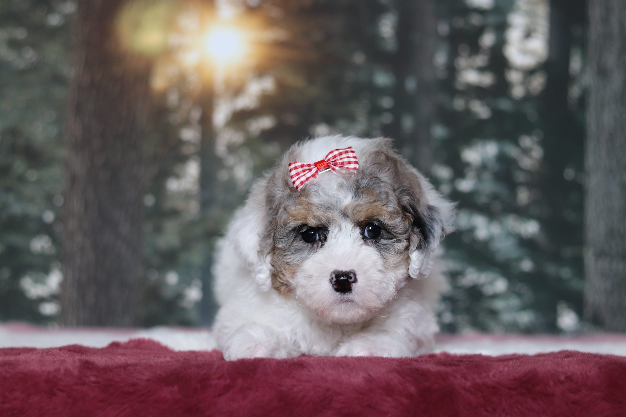 Hannah Miniature Poodle | The Puppy Lodge