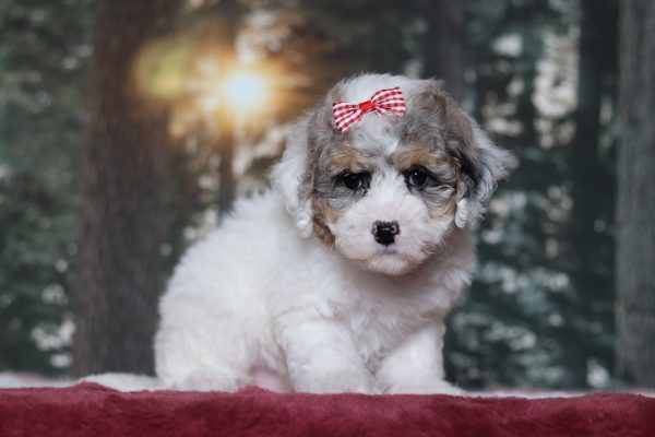 Hannah Miniature Poodle | The Puppy Lodge
