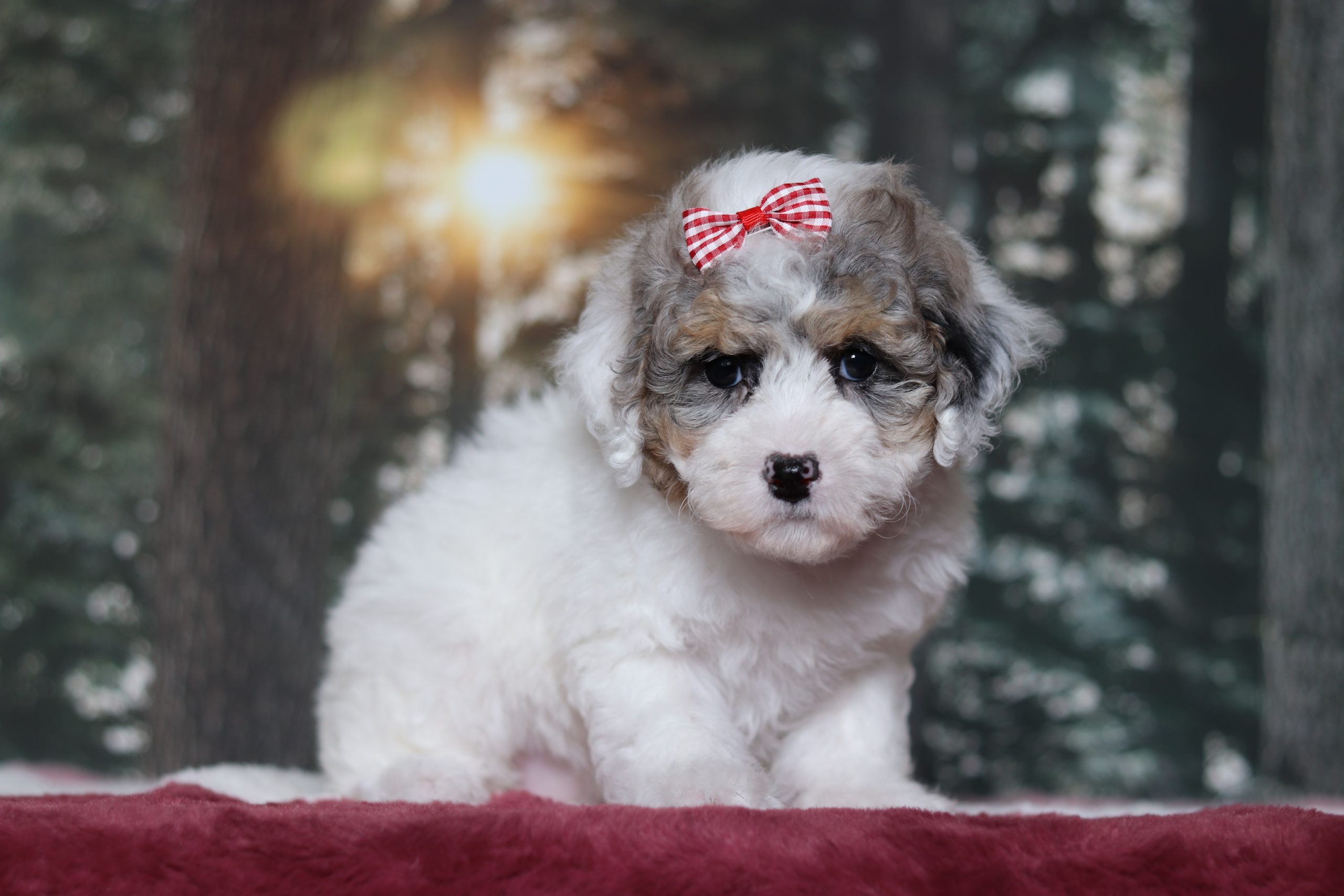 Hannah Miniature Poodle | The Puppy Lodge