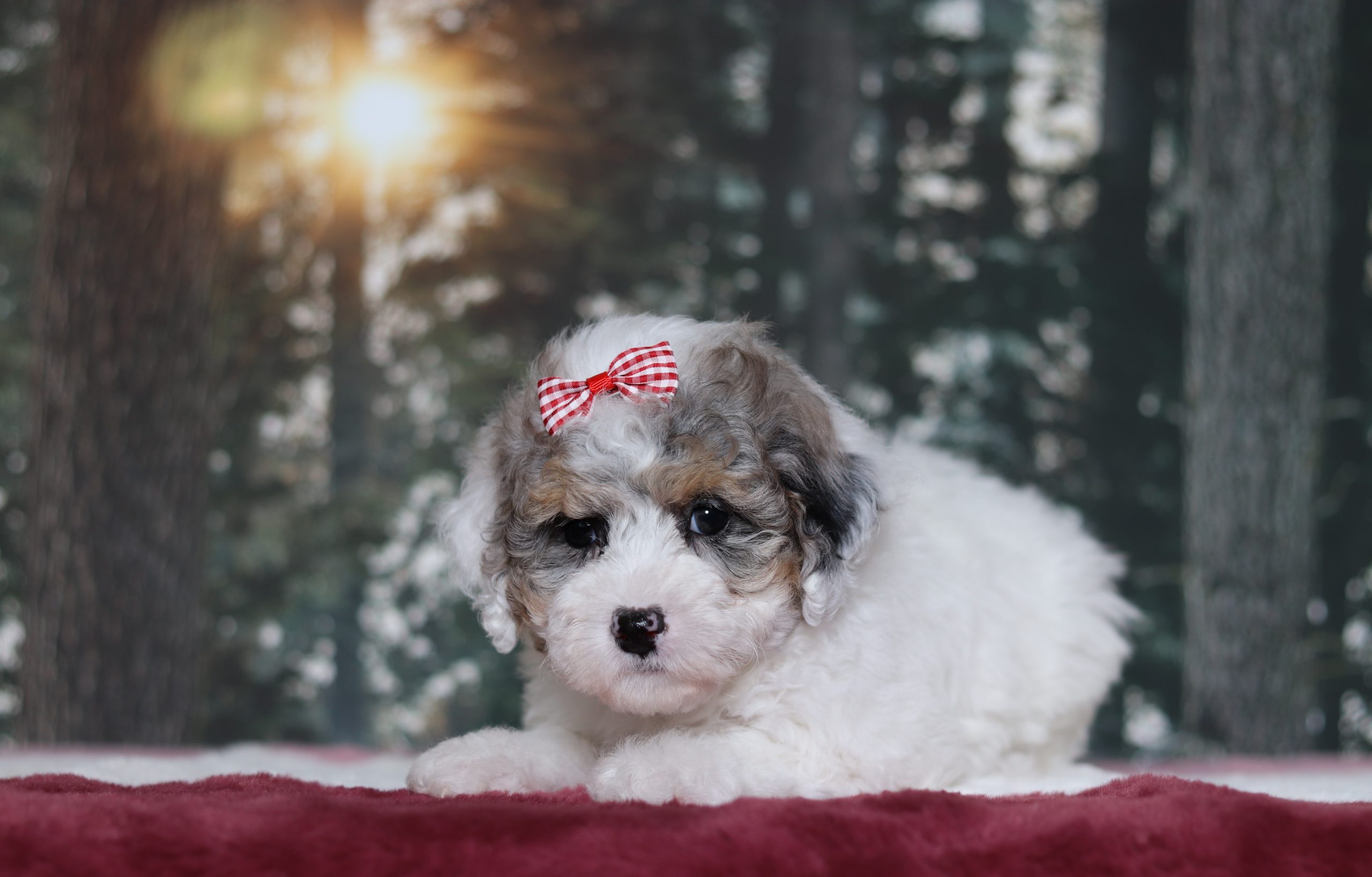 Hannah Miniature Poodle | The Puppy Lodge