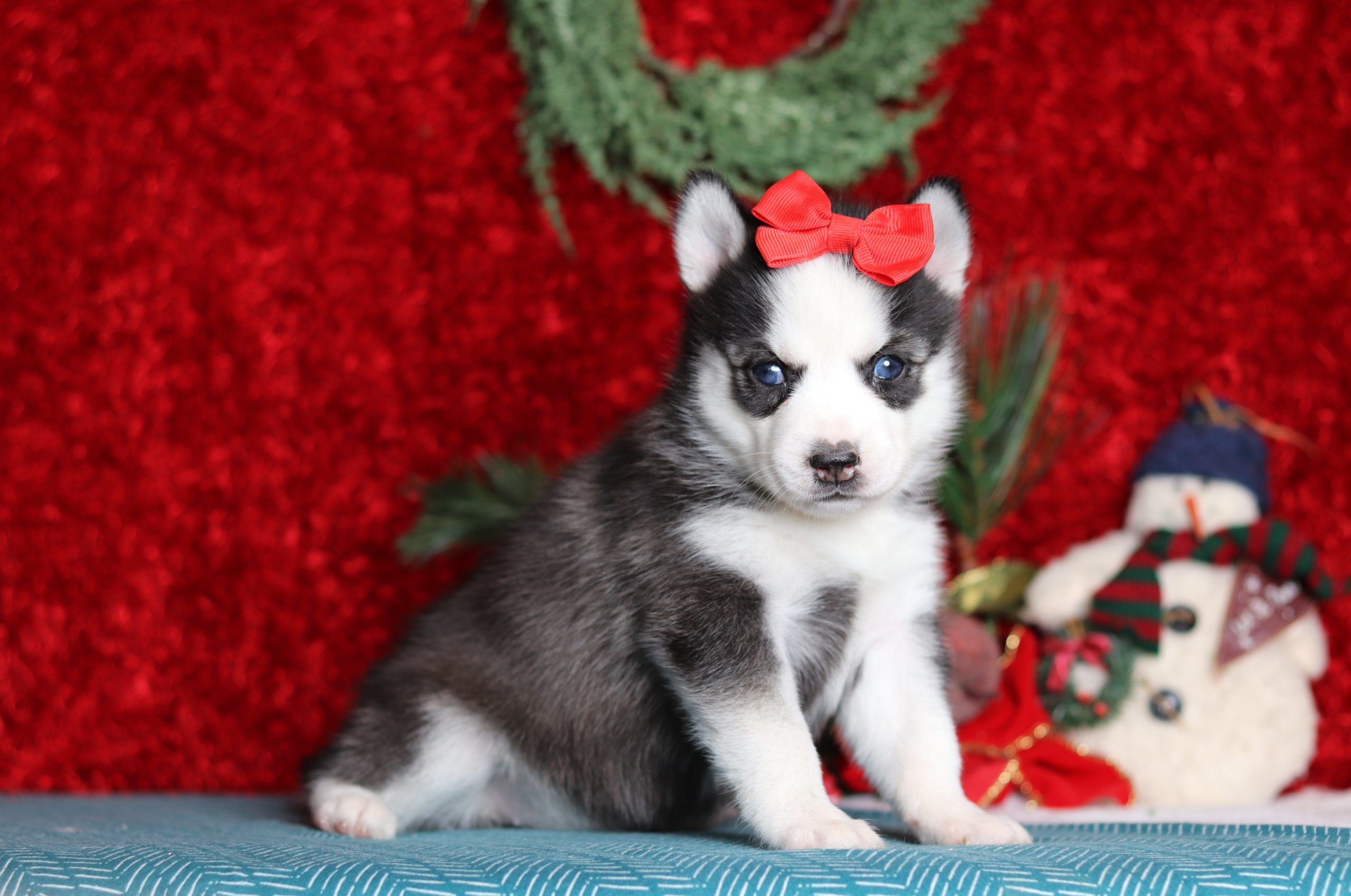 Lucy Pomsky | The Puppy Lodge