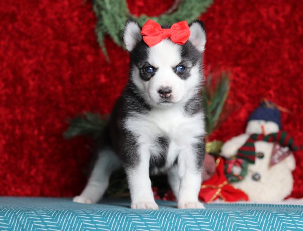Lucy Pomsky | The Puppy Lodge