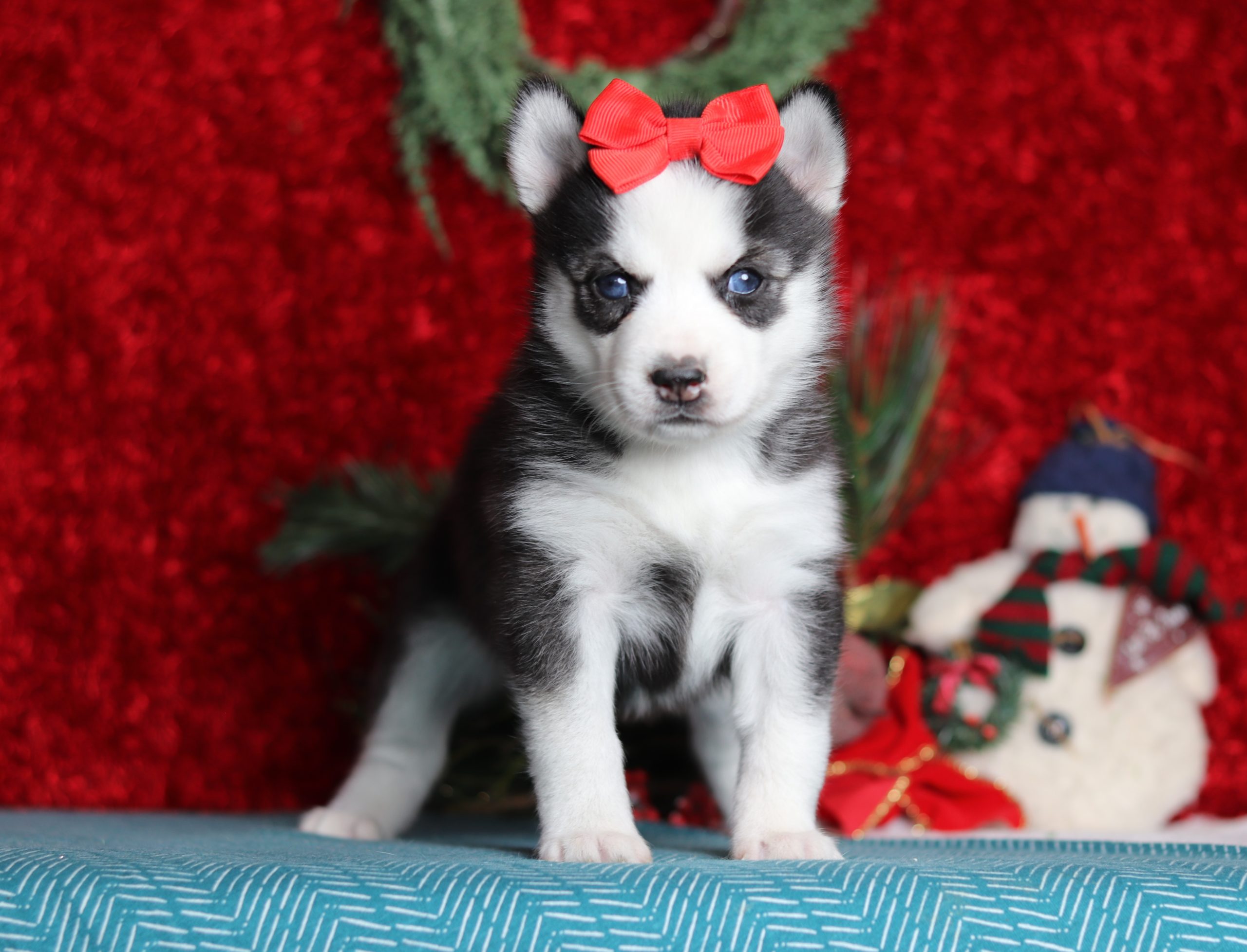 Lucy Pomsky | The Puppy Lodge