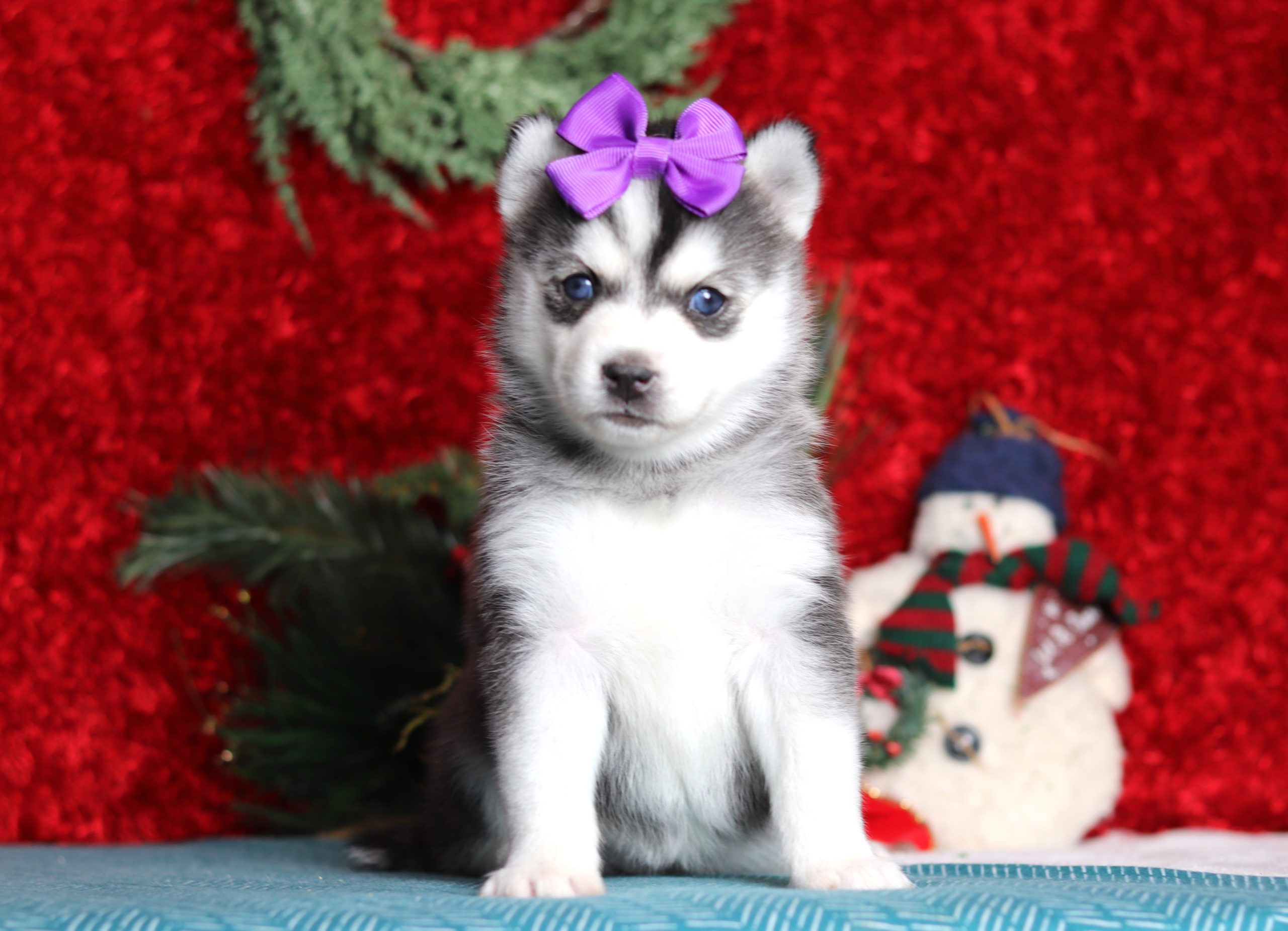 Linda Pomsky | The Puppy Lodge