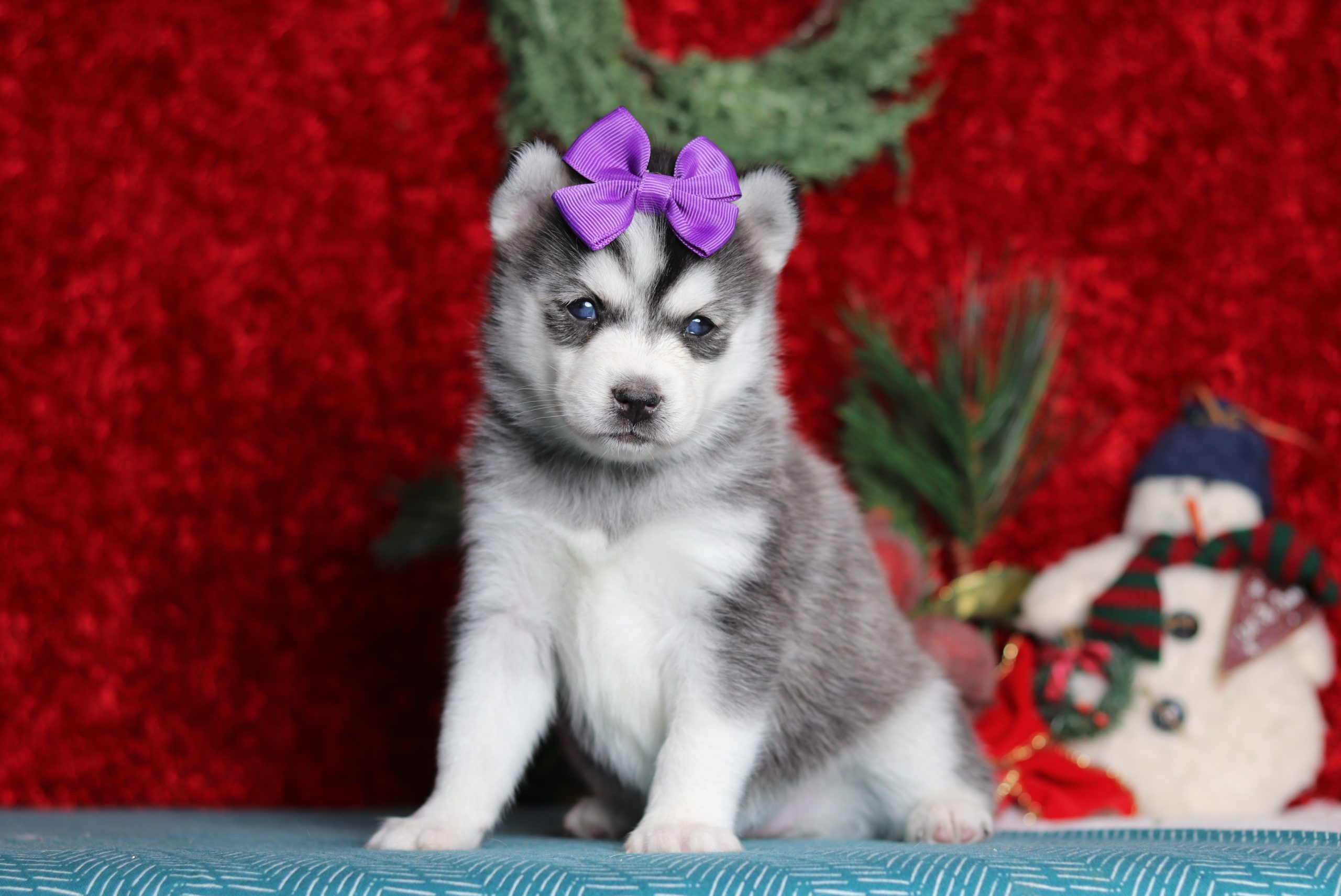 Livia Pomsky | The Puppy Lodge