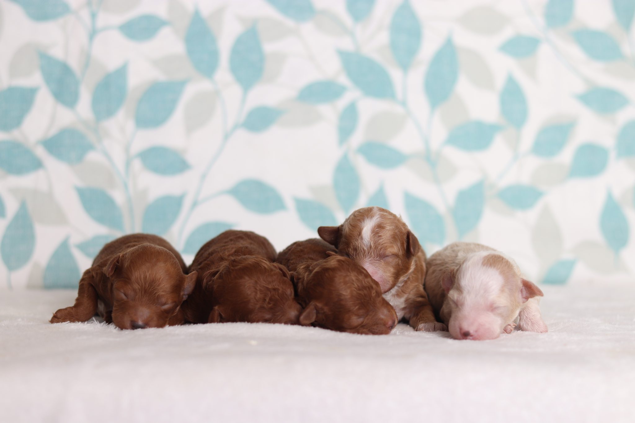 Dixie Doll’s Litter Litters | The Puppy Lodge