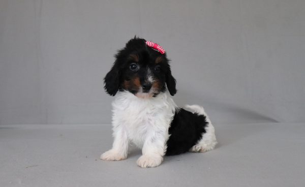 Sassy Mini Doxiedoodle | The Puppy Lodge